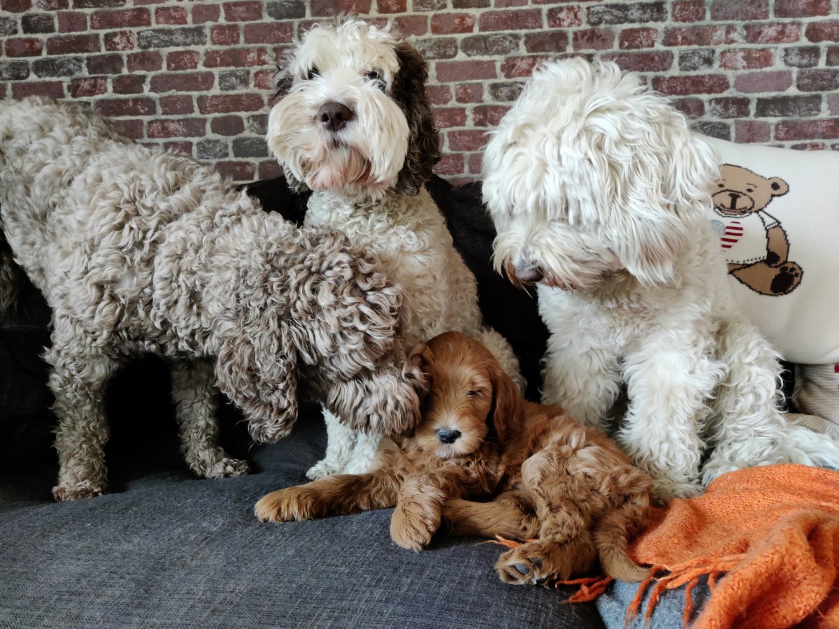 The effect of inbreeding, body size and morphology on health in dog ...